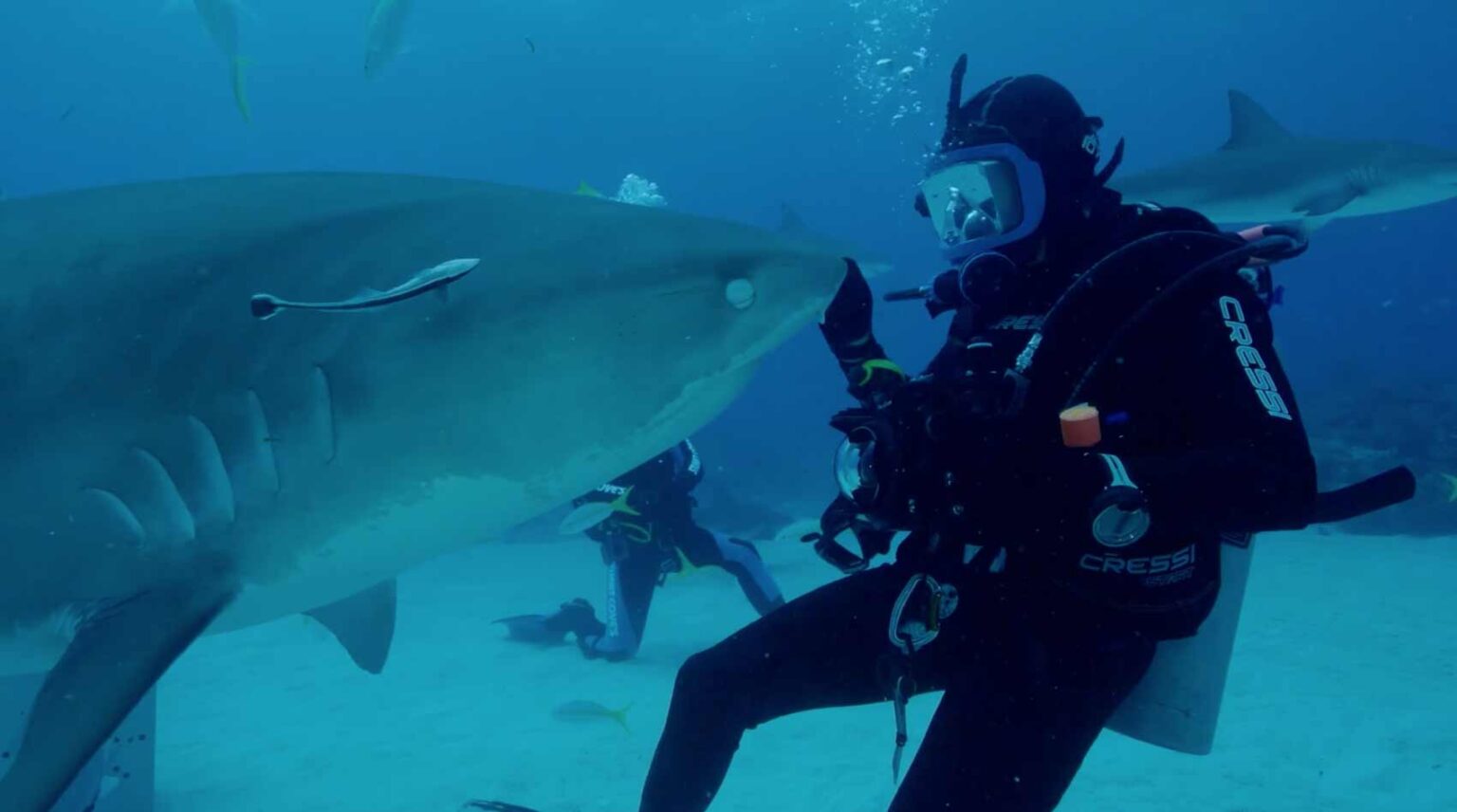 Neil Hammerschlag, Ph.D - Atlantic Shark Expeditions