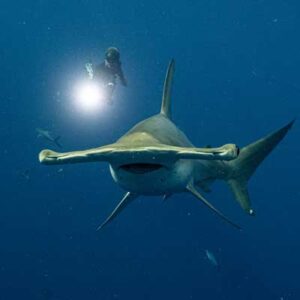Expeditions - Atlantic Shark Expeditions
