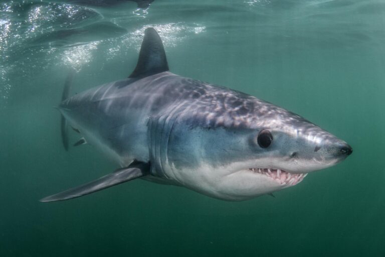 Expeditions - Atlantic Shark Expeditions