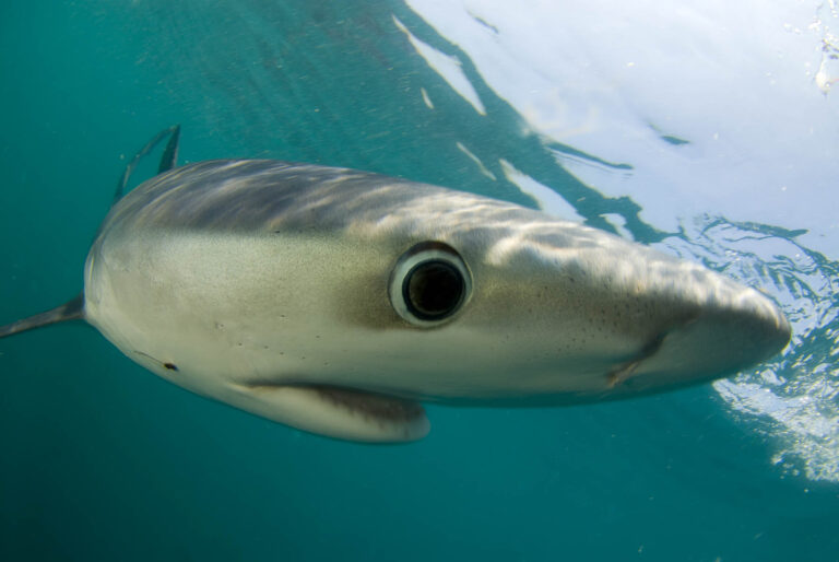 Atlantic Shark Expeditions - Atlantic Shark Expeditions