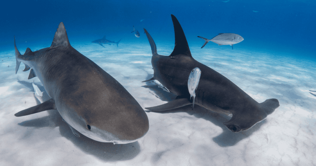 14 Groundbreaking 2025 Shark Discoveries - Atlantic Shark Expeditions